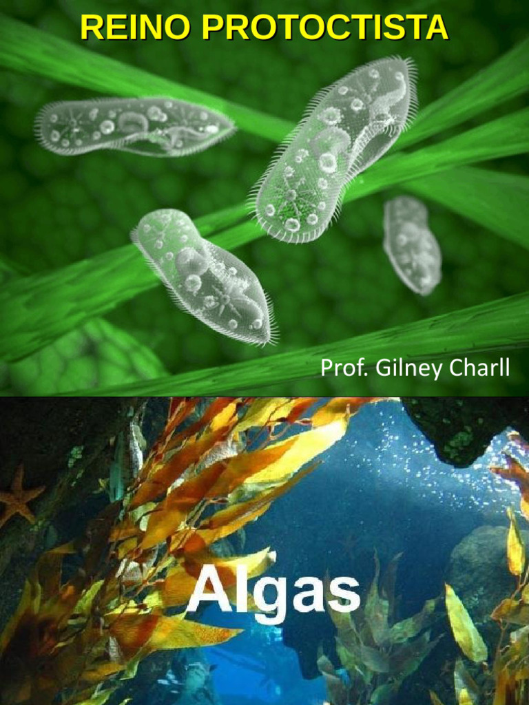 Reino Protoctista - Algas | PDF | Algas | Eucariotas