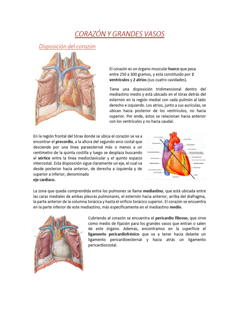 Anatomía del Corazón y Grandes Vasos | PDF | Corazón | Sistema circulatorio