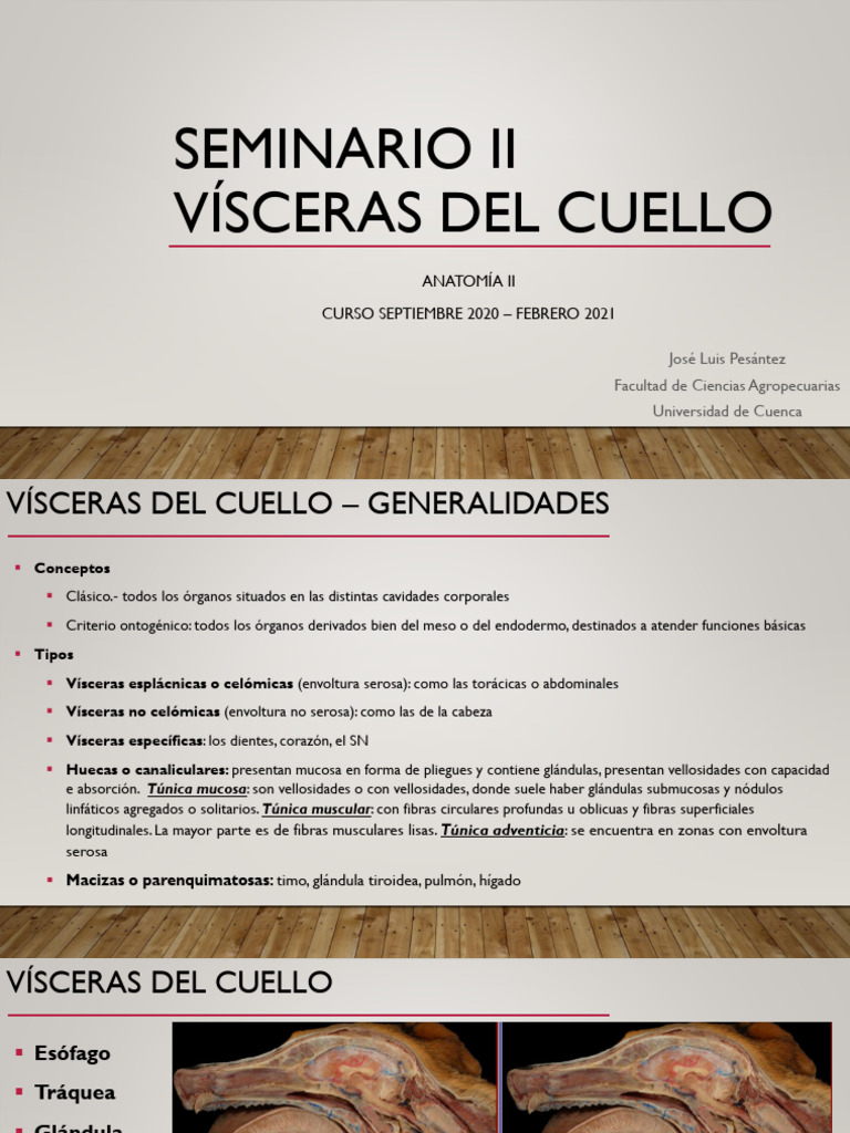 Anatomía de las vísceras del cuello | PDF | Tiroides | Nervio vago