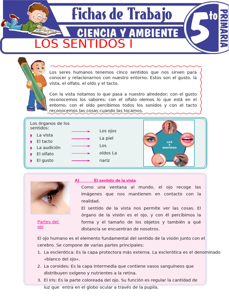 Los-sentidos-I-para-Quinto-Grado-de-Primaria | PDF | Ojo | Percepción ...