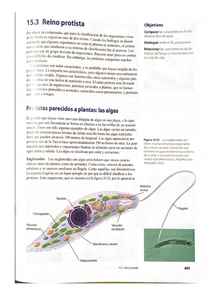 Protista | PDF