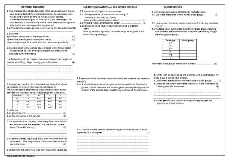 14.1 Genetics ONE PAGER 2 of 4 | PDF | Dominance (Genetics) | Zygosity