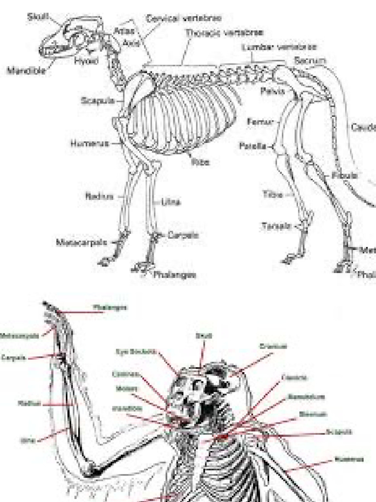 Name of the dog bones | PDF
