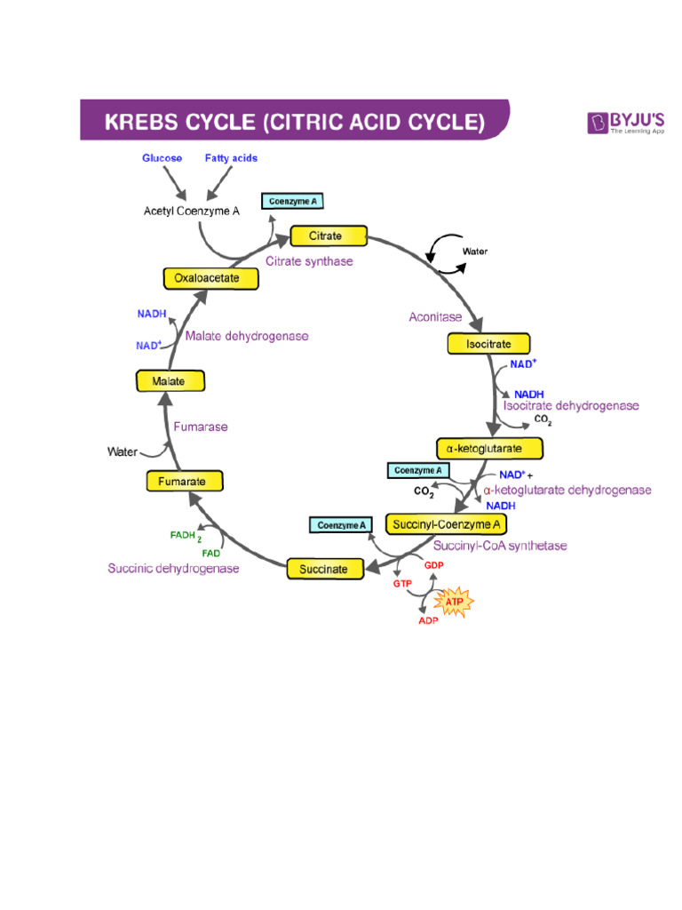 Kreb's Cycle | PDF