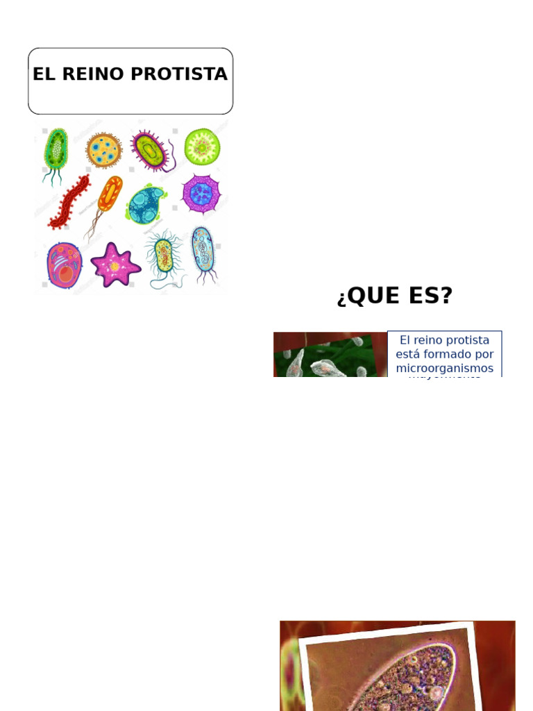 El Reino Protista | PDF