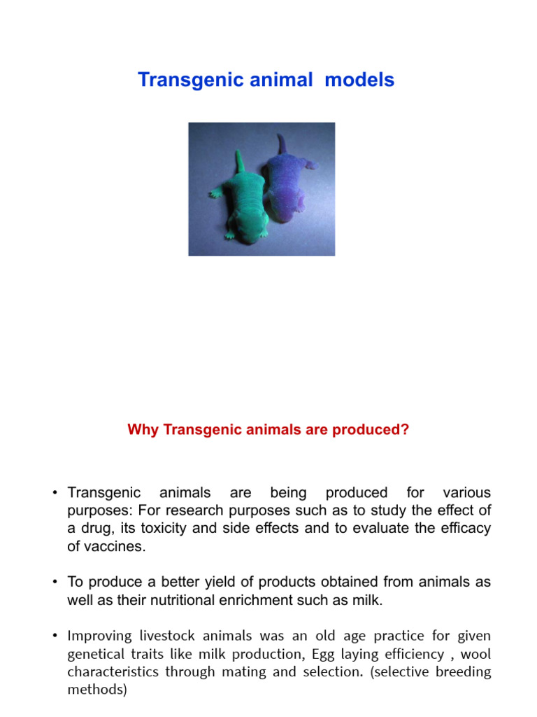 Final Transgenic Animal Production Final | PDF | Transgene | Cloning