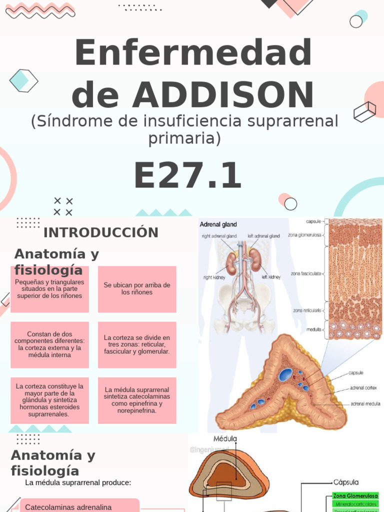 Enfermedad de Addison | PDF | Glándula suprarrenal | Sistema endocrino