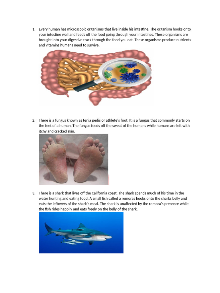 Symbiotic Relationships in Nature | PDF | Plants | Foods
