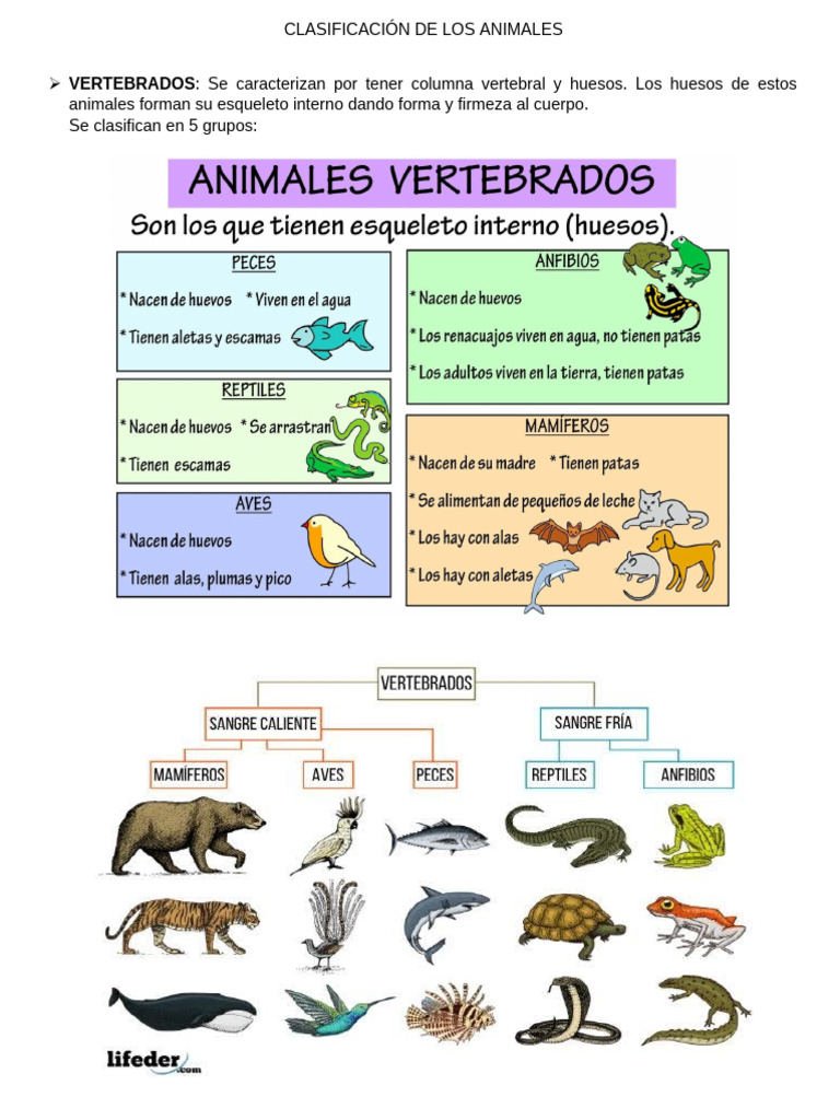 Clasificación de Vertebrados e Invertebrados | PDF