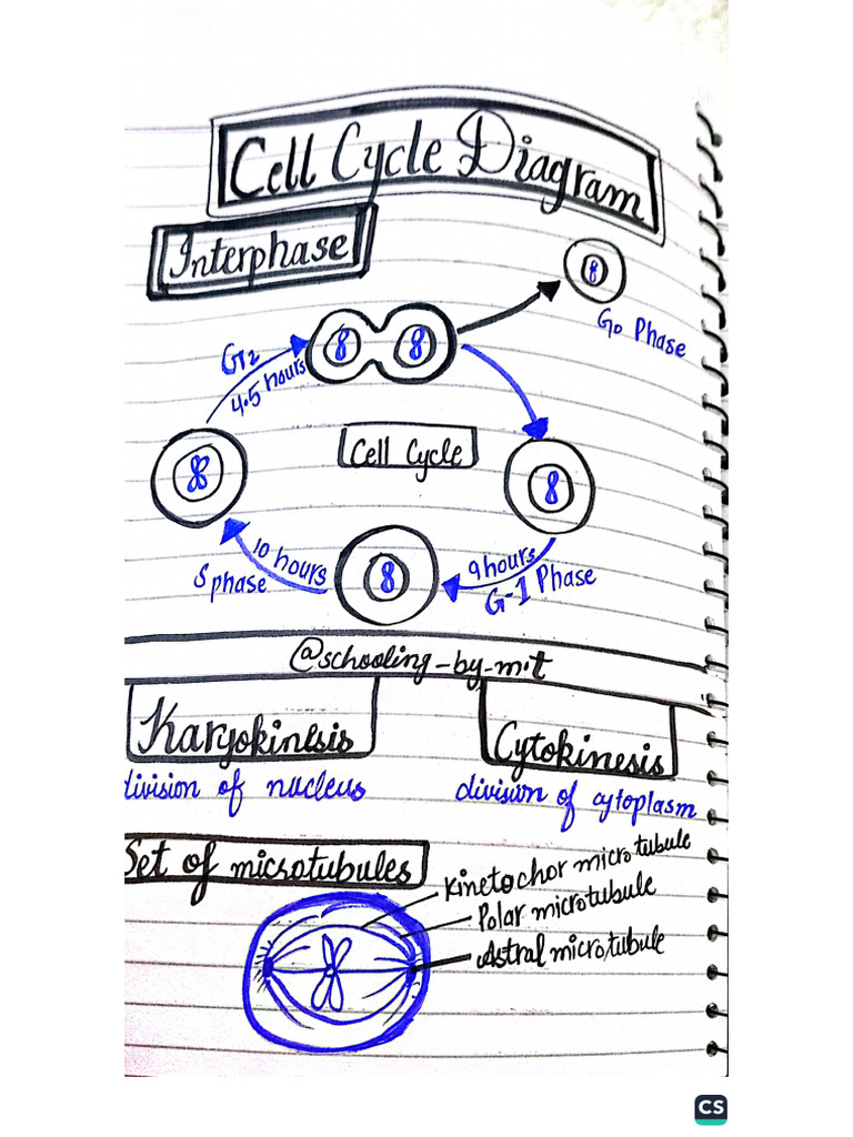 Cell Cycle Diagrams | PDF