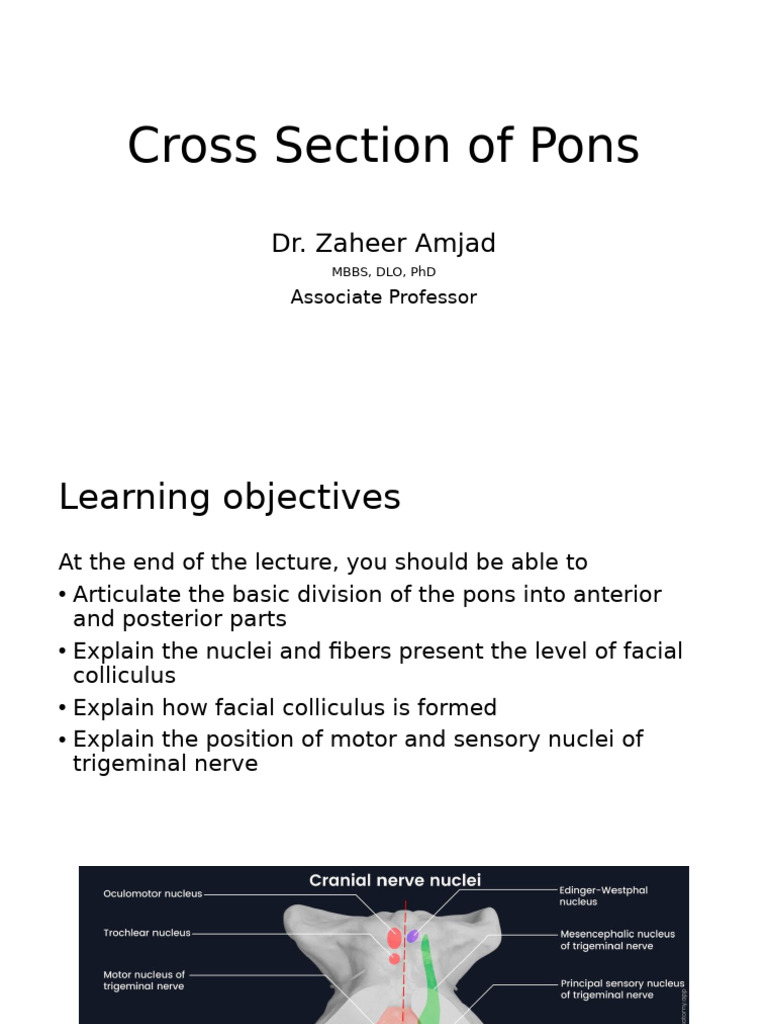 Cross Section of Pons | PDF | Neuroscience | Neuroanatomy