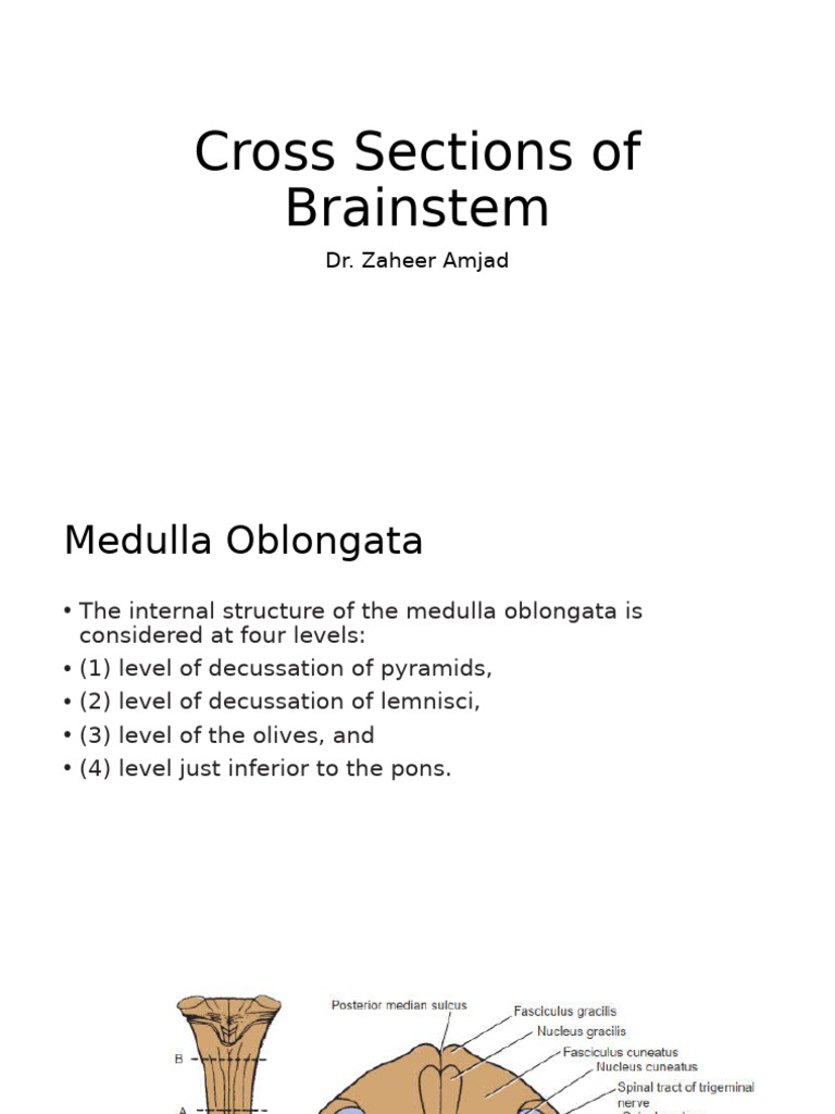 Cross Sections of Brainstem | PDF | Brainstem | Neuroanatomy