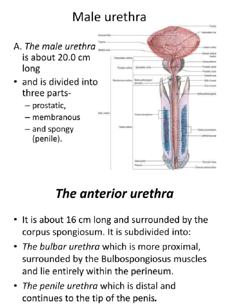 Urethra 75323277 | PDF