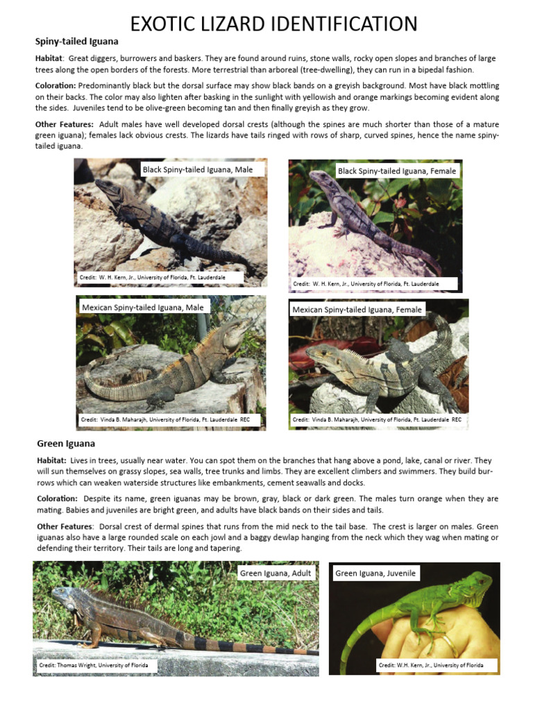 Spiny-tailed and Green Iguana Guide | PDF | Lizard | Zoology
