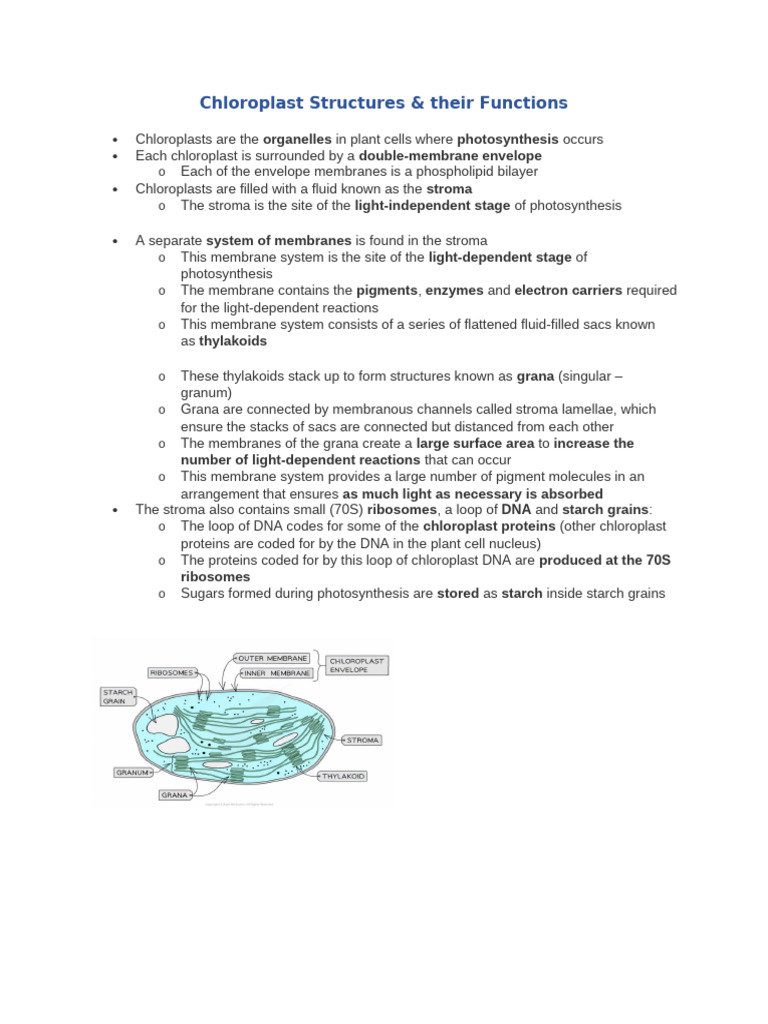 Chloroplast Structures | PDF
