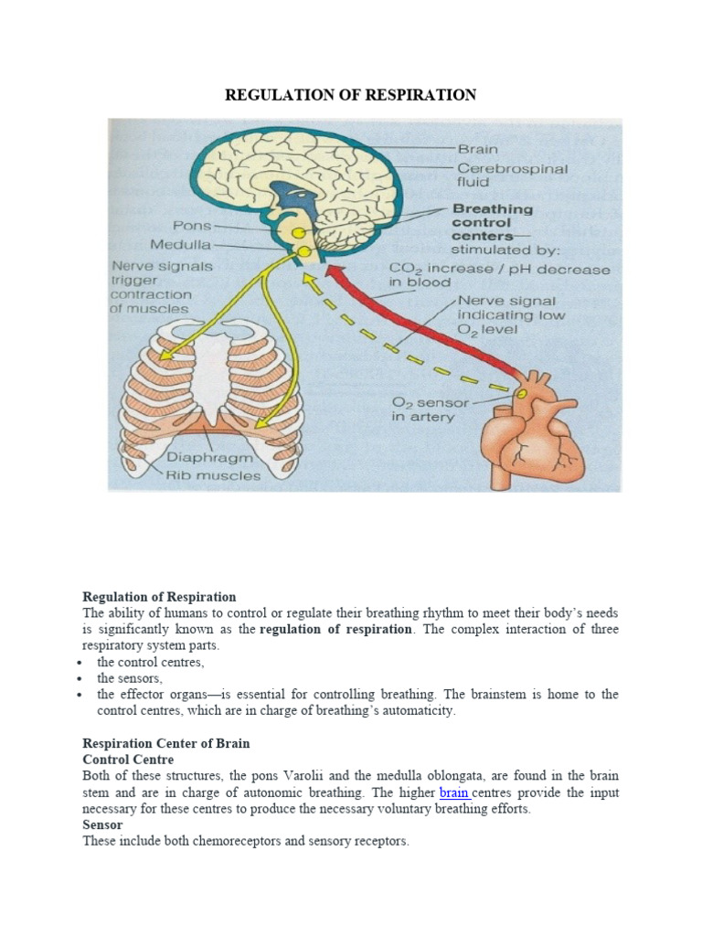 3-REGULATION-OF-RESPIRATION | PDF | Respiratory System | Breathing