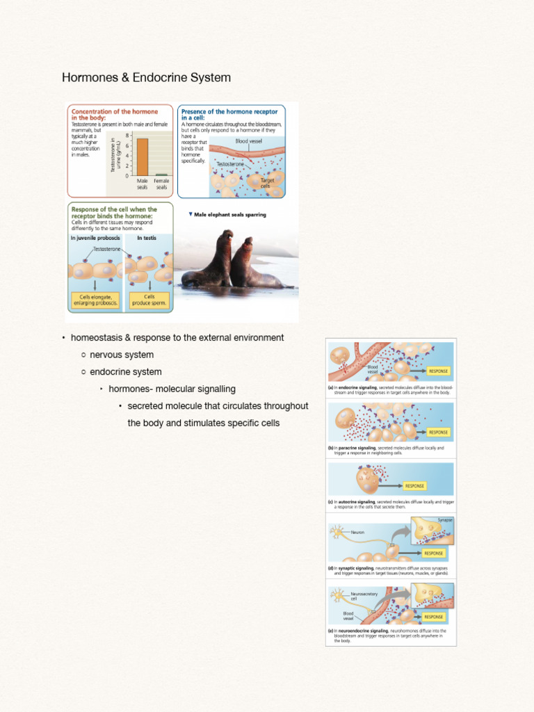 Hormones&Endocrine | PDF