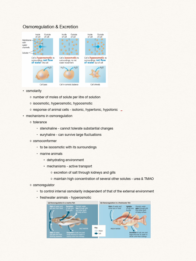 Osmoregulation and Excretion Mechanisms | PDF | Kidney