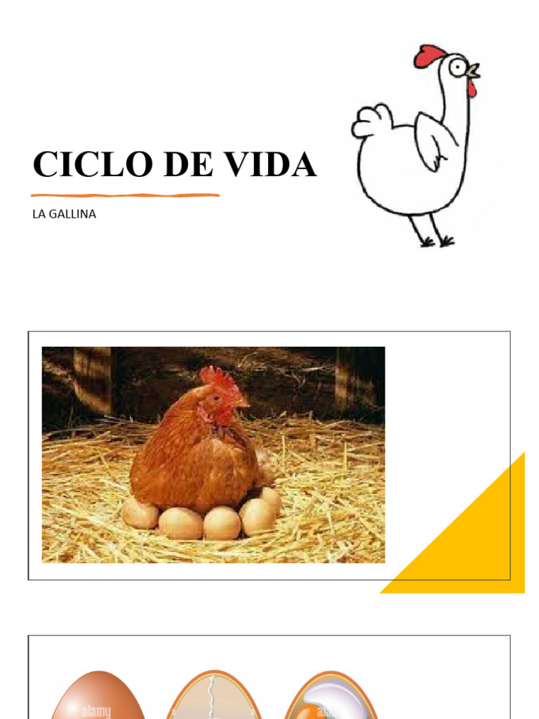 Ciclo de Vida Gallina | PDF