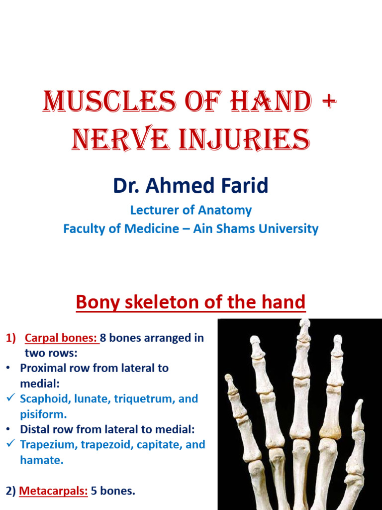 Hypothenar Muscle and Nerve Injuries | PDF | Thumb | Hand