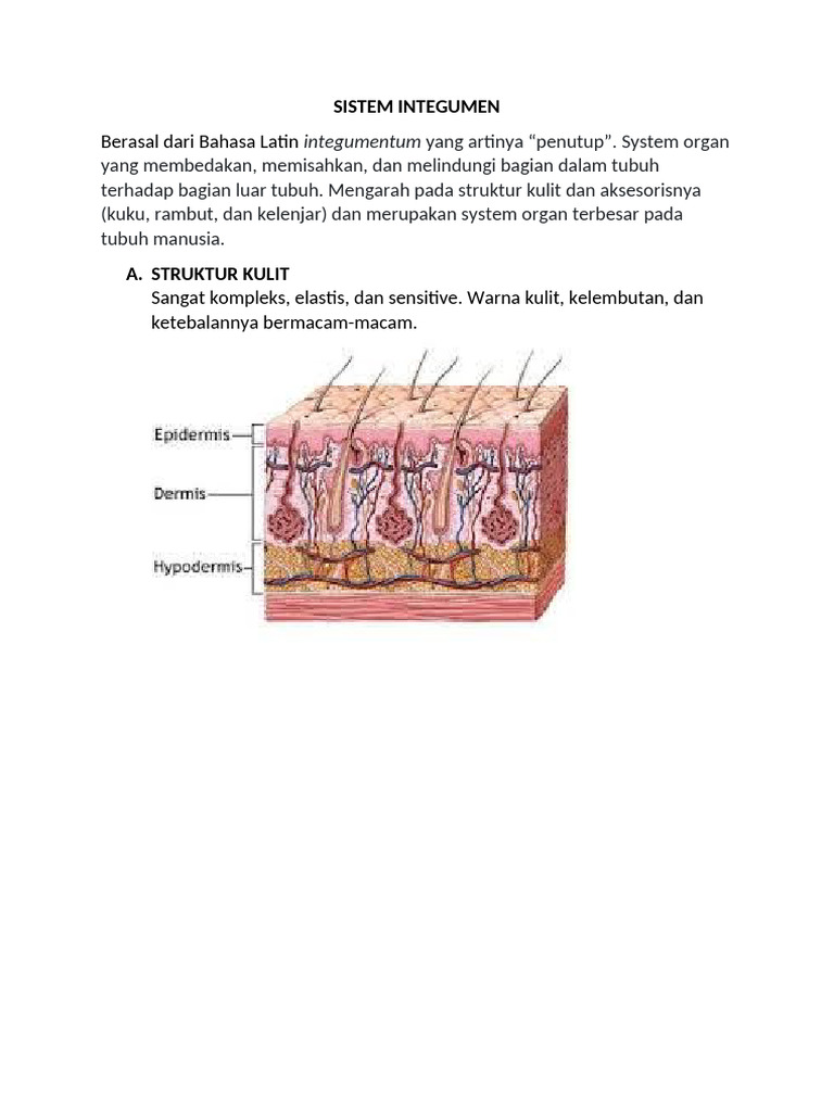 Struktur dan Fungsi Sistem Integumen | PDF