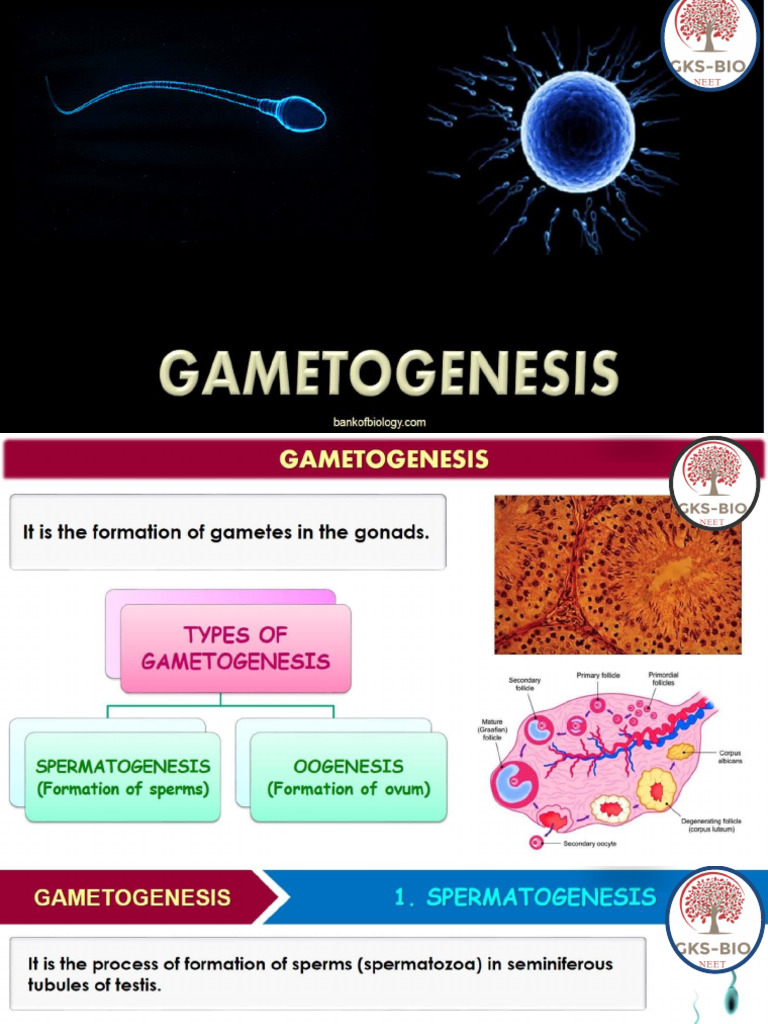 3 Human Reproduction Ppt Part 2 Gametogenesis | PDF