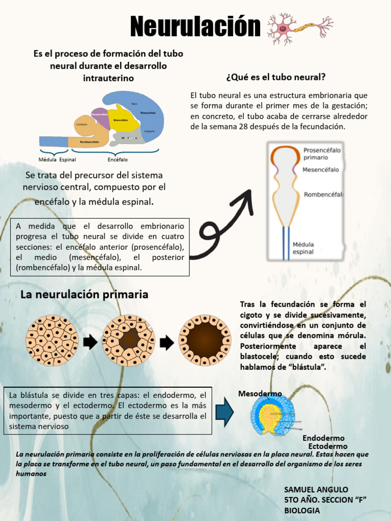 Neurulacion Samuel Angulo | PDF | Sistema nervioso | Anatomía