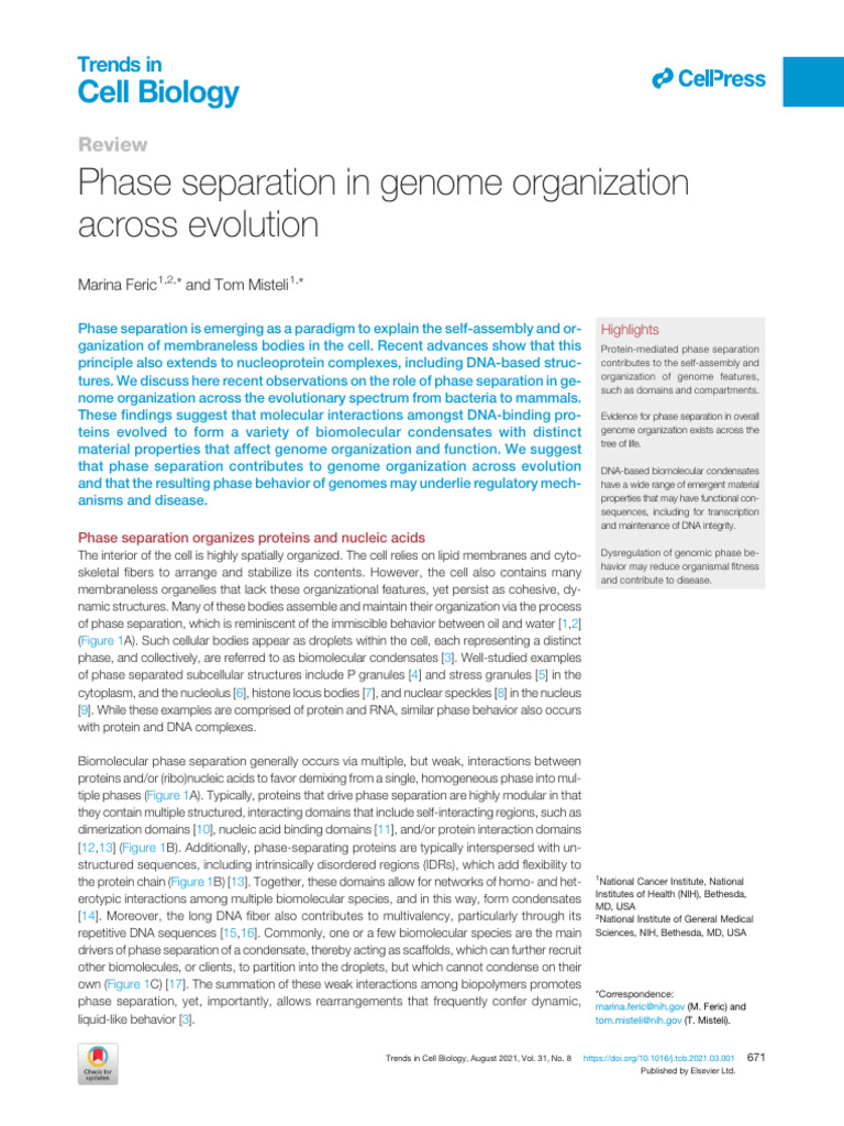Phase Separation Evolution | PDF | Chromatin | Mitosis
