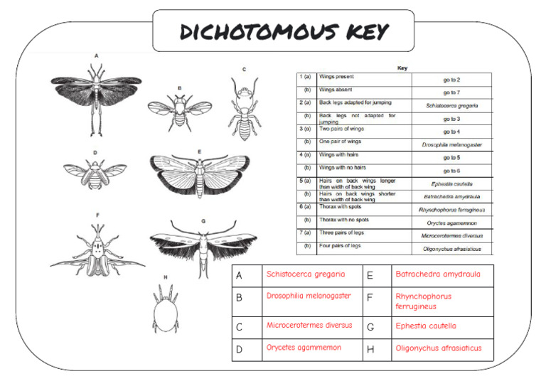 Dichotomous Key Answers | PDF