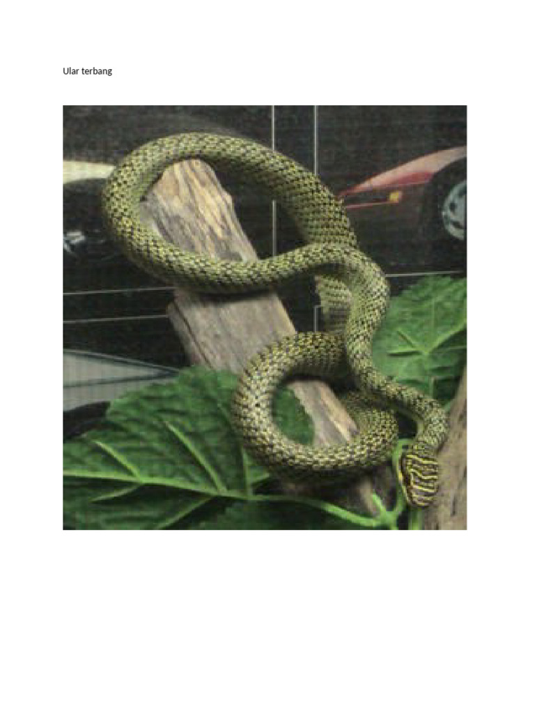 Ular 8 | PDF