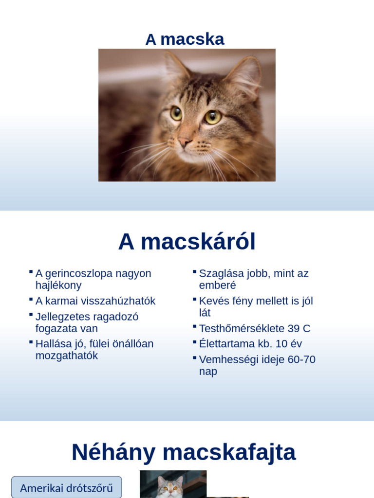 Macska | PDF