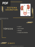 Ficha de Trabalho: Sistema Excretor | PDF