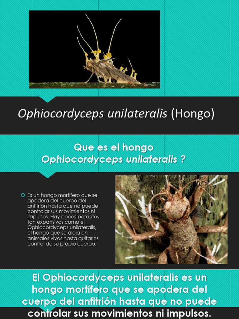 Hongo Parasito, Ophiocordyceps Unilateralis | PDF | Hongo | Insectos