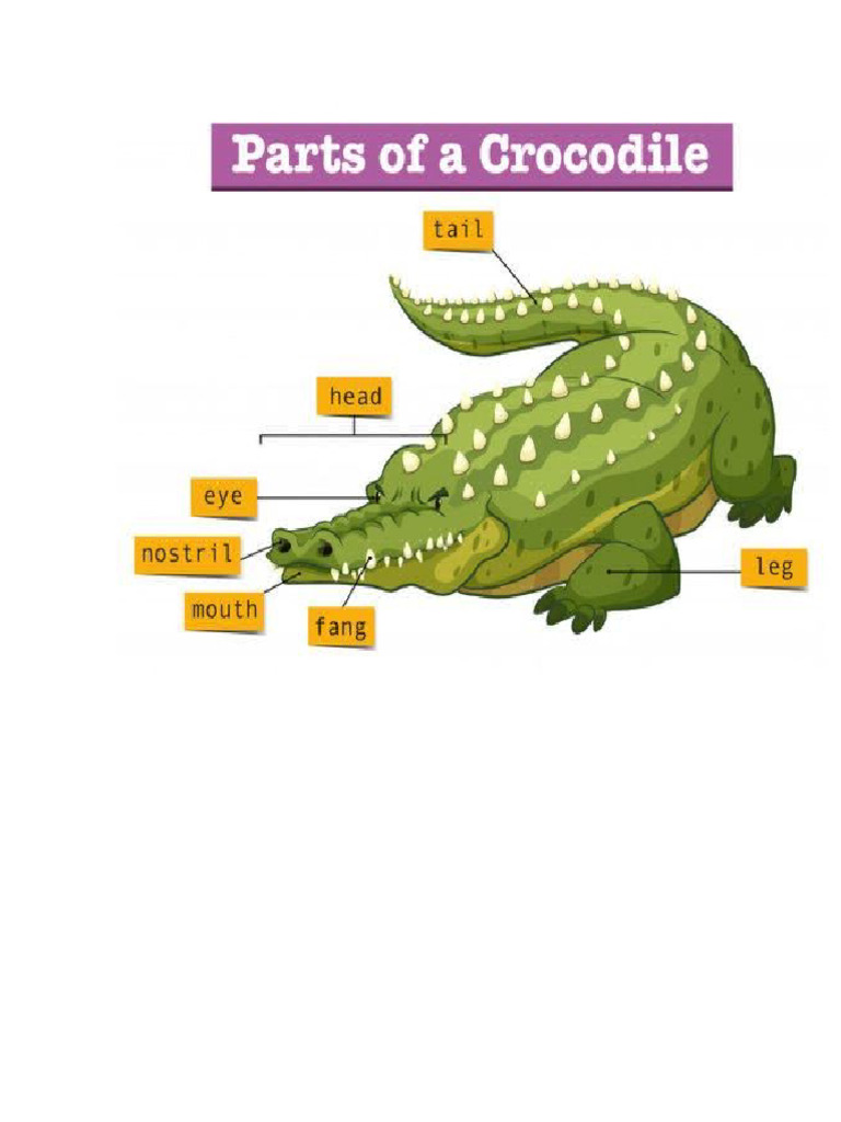 Ingles Partes de Un Animal | PDF