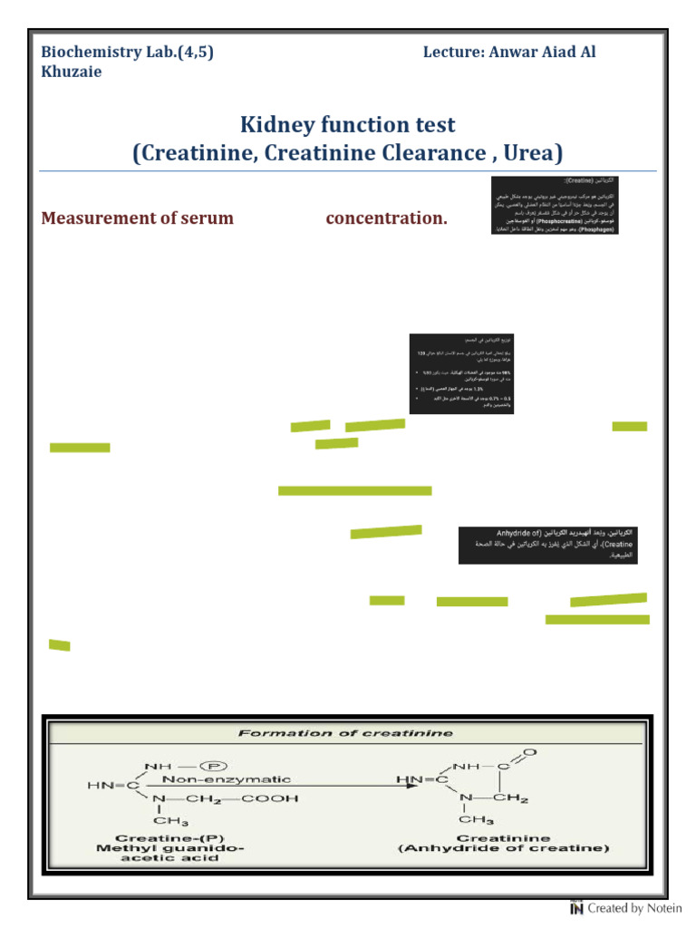 Kidney function test | PDF | Creatinine | Kidney