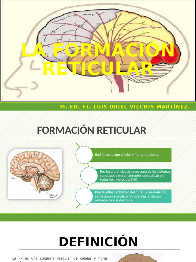 Formación Reticular Pdf Cerebelo Médula Espinal