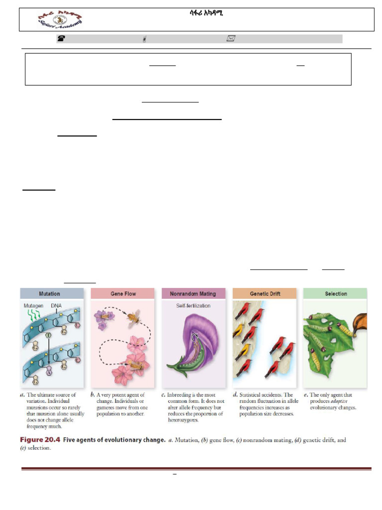 Grade 12 Evolution Notes PDF | PDF | Evolution | Natural Selection