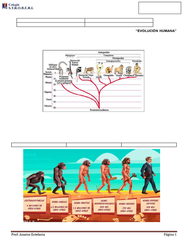 TP Evoluci-N Humana | PDF | Humano | Evolución humana
