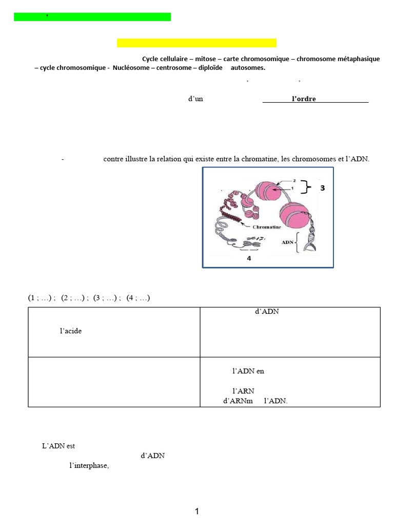 SERIE EXERCICES_GENETIQUE (1) | PDF | Chromosome | Mitose