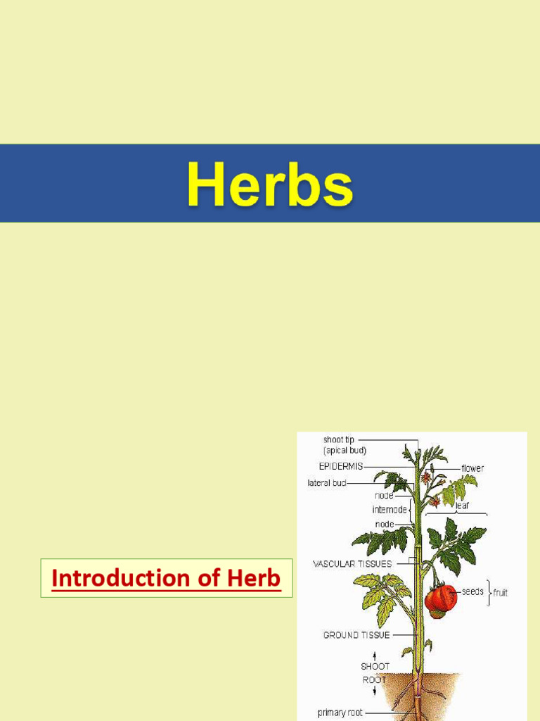 Understanding Herbs: Definition and Types | PDF | Plant Stem | Plants