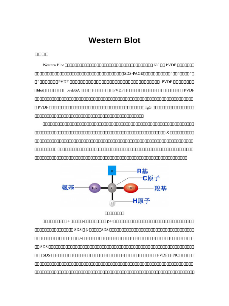 Western Blot | PDF