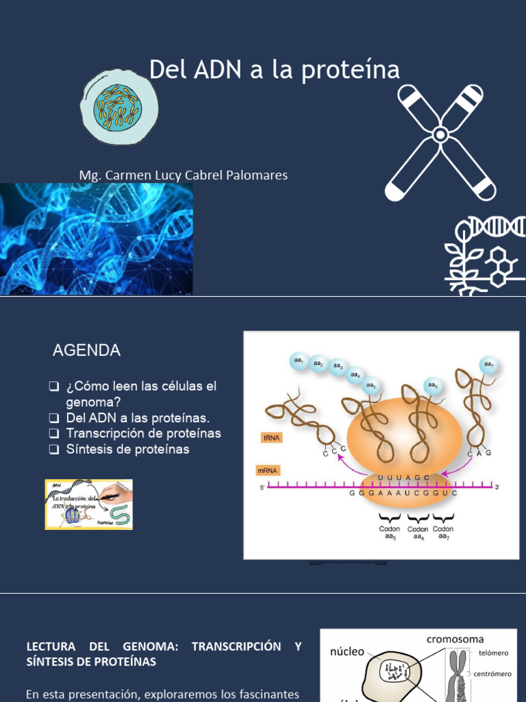 Transcripción y Síntesis de Proteínas | PDF | Codigo genetico | Rna