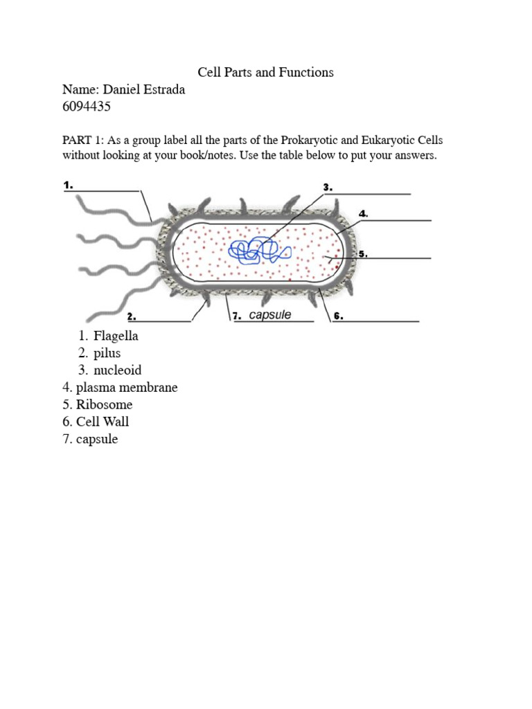 Cell Parts and Function Activity | PDF | Cell (Biology) | Cell Nucleus