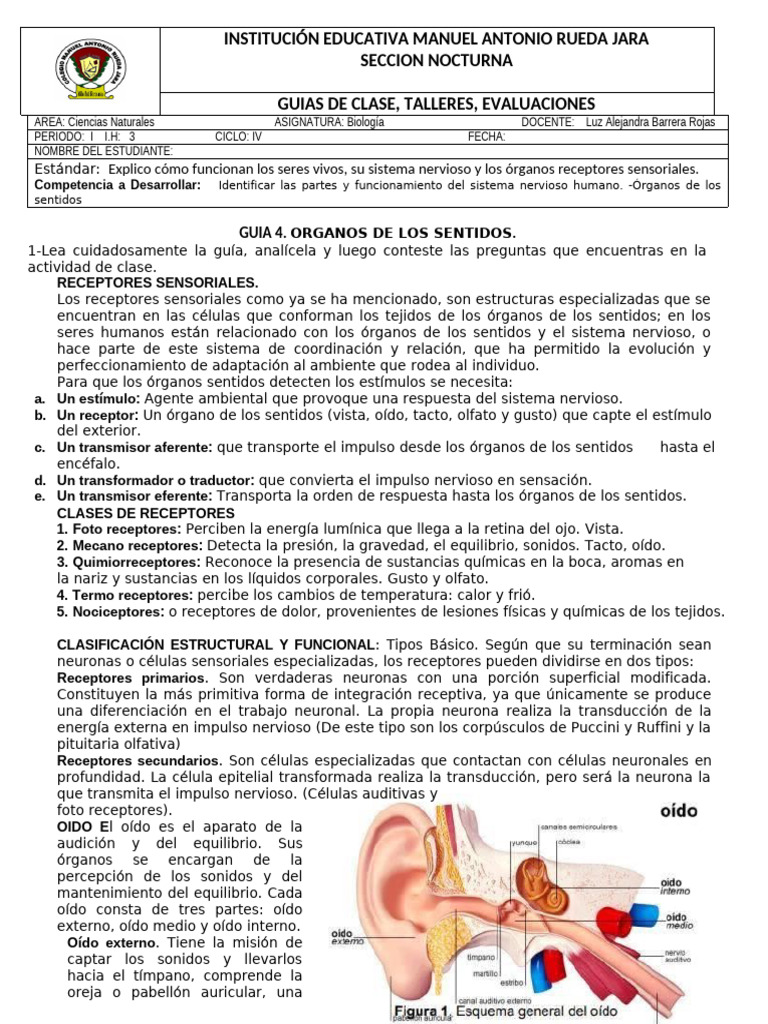 Guia #4. Organos de Los Sentido | PDF | Ojo humano | Gusto