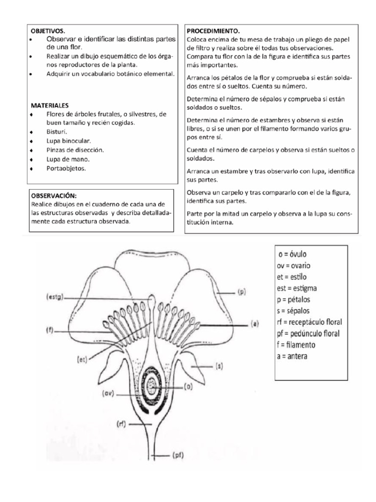Practica de La Flor | PDF