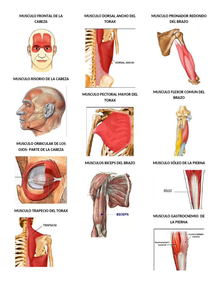 Anatomía de los Músculos Humanos | PDF