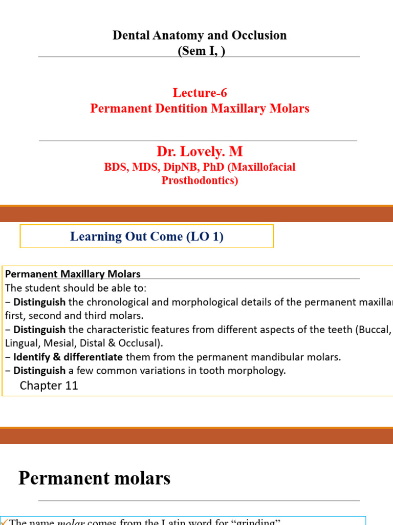 Lecture 6 Permanent Maxillary First, second and Third Molar ...