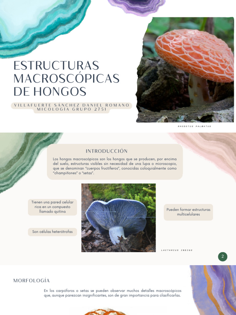 Estructuras Macroscópicas de Hongos | PDF | Seta | Hongo