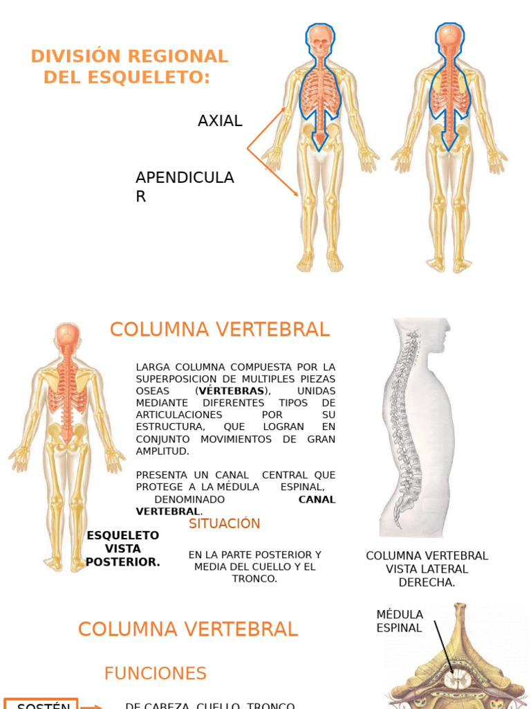Anatomía y Funciones de la Columna Vertebral | PDF | Vértebra | La ...