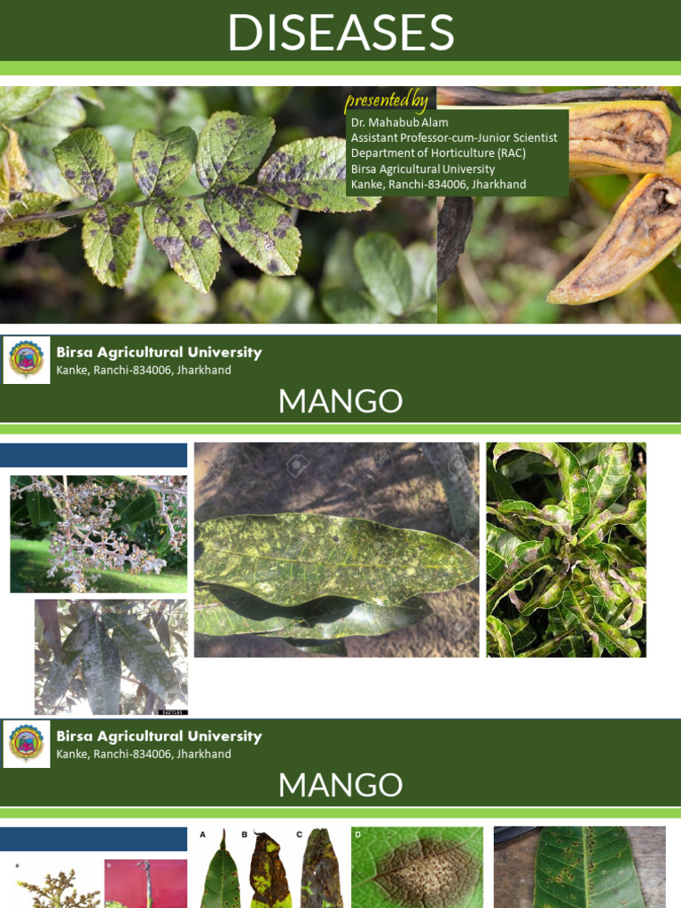 Practical Diseases of Fruits and Plantation Crops | PDF | Banana | Plants